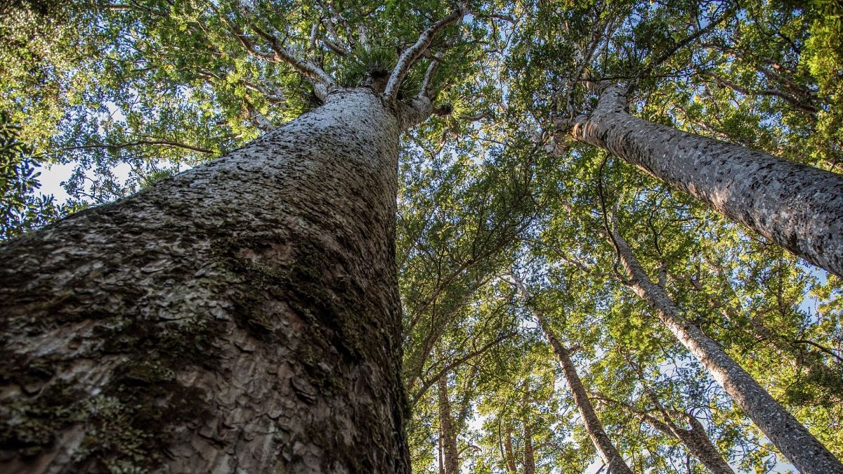 Are the Earth’s shifting magnetic fields causing climate change? | Euronews