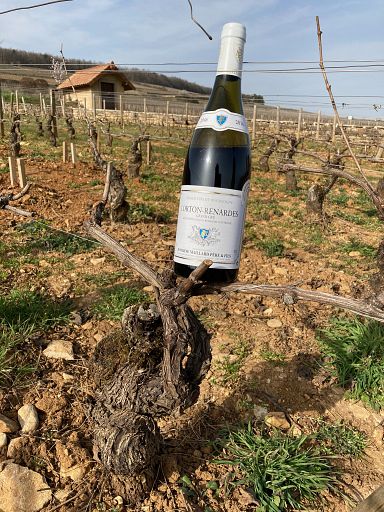 Wine tasting in Burgundy: Tracking down the most famous Pinot Noir on ...