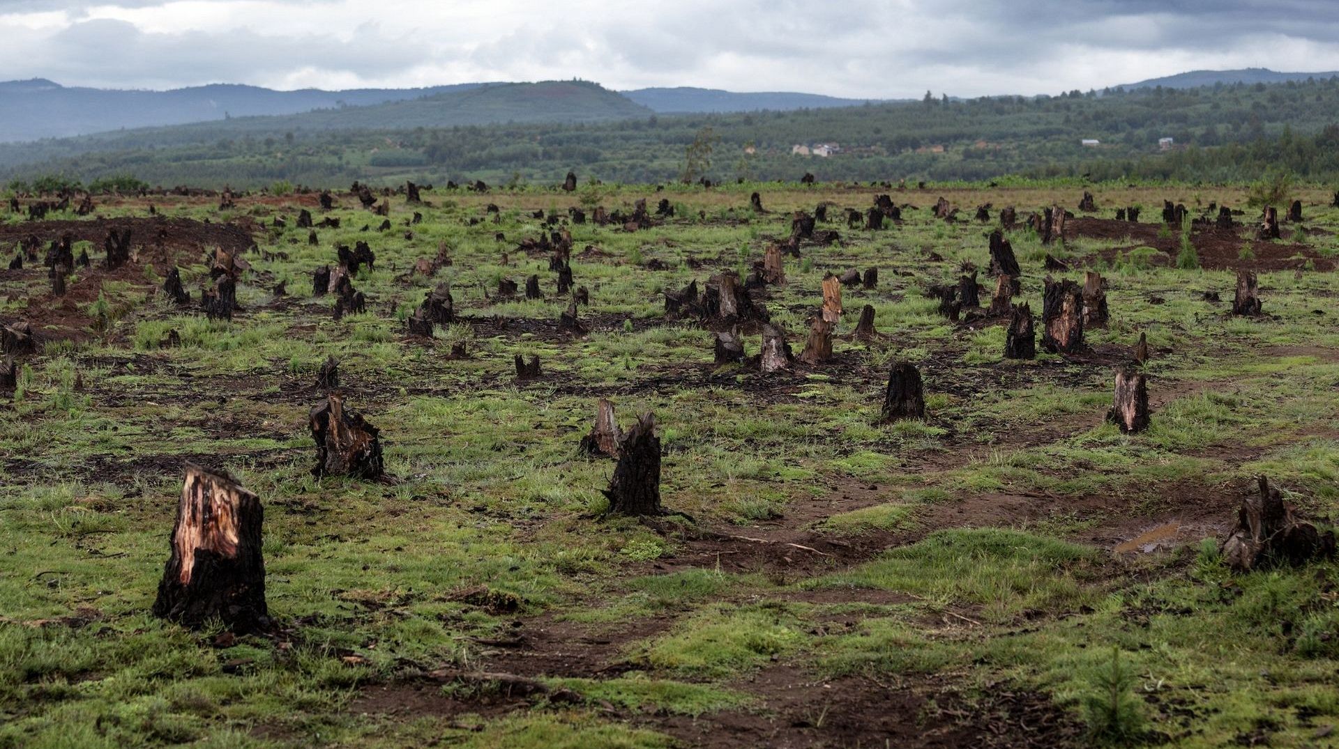 Does the Amazon rainforest emit more greenhouse gases than it absorbs ...