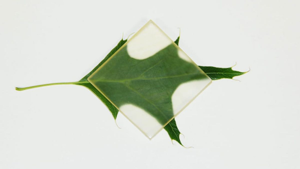 Transparent wood is here and it could be the future of sustainable ...