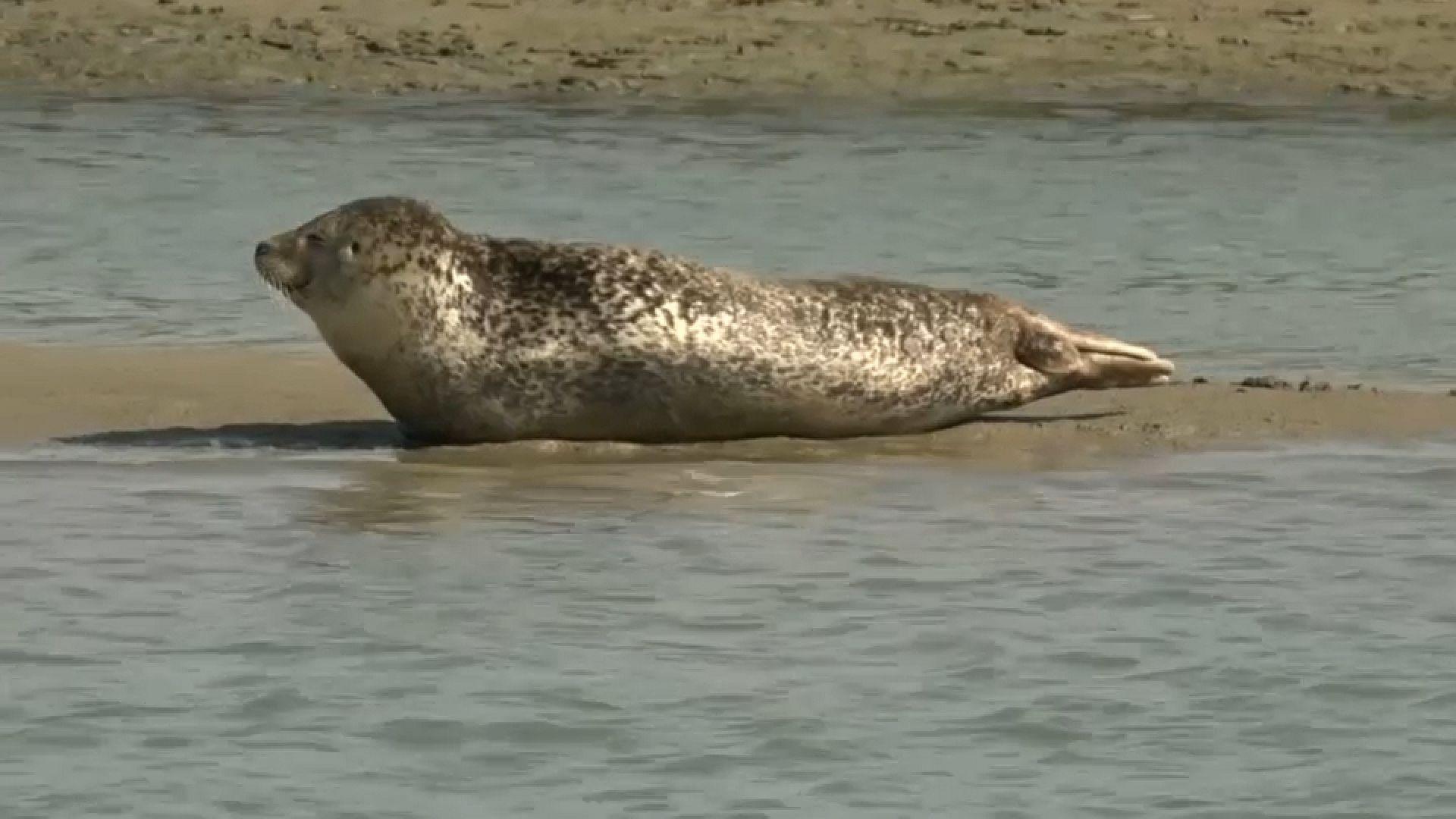 Seal Spotter smartphone app to track Grey seals around Britain’s coast ...