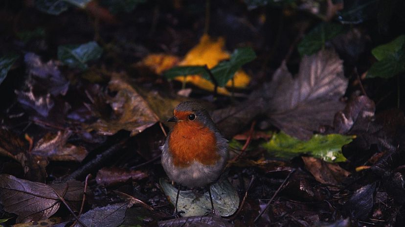 Can hearing birdsong help boost our mental health and wellbeing? | Euronews