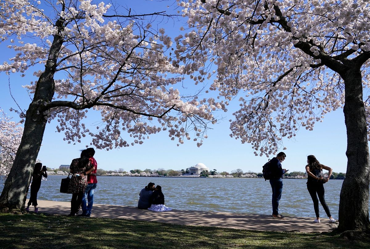 In pictures: Cherry blossom blooms around the world as spring arrives ...
