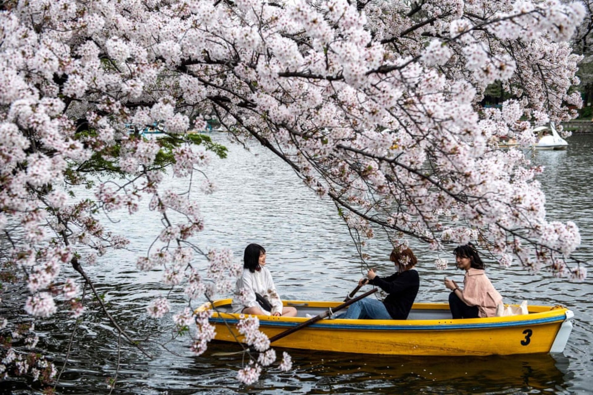 In pictures: Cherry blossom blooms around the world as spring arrives ...