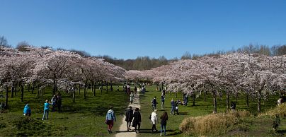 In pictures: Cherry blossom blooms around the world as spring arrives ...