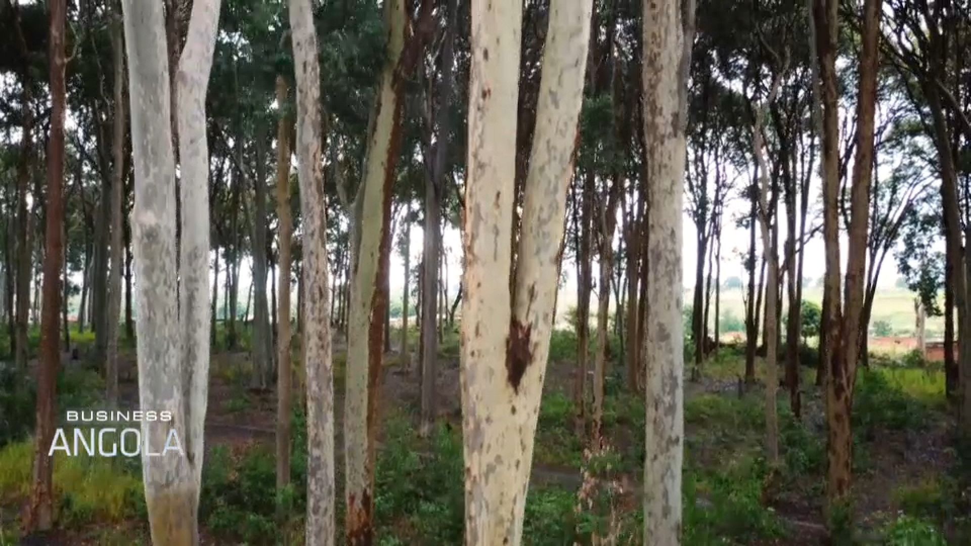 How local resources are helping Angola overcome economic challenges ...