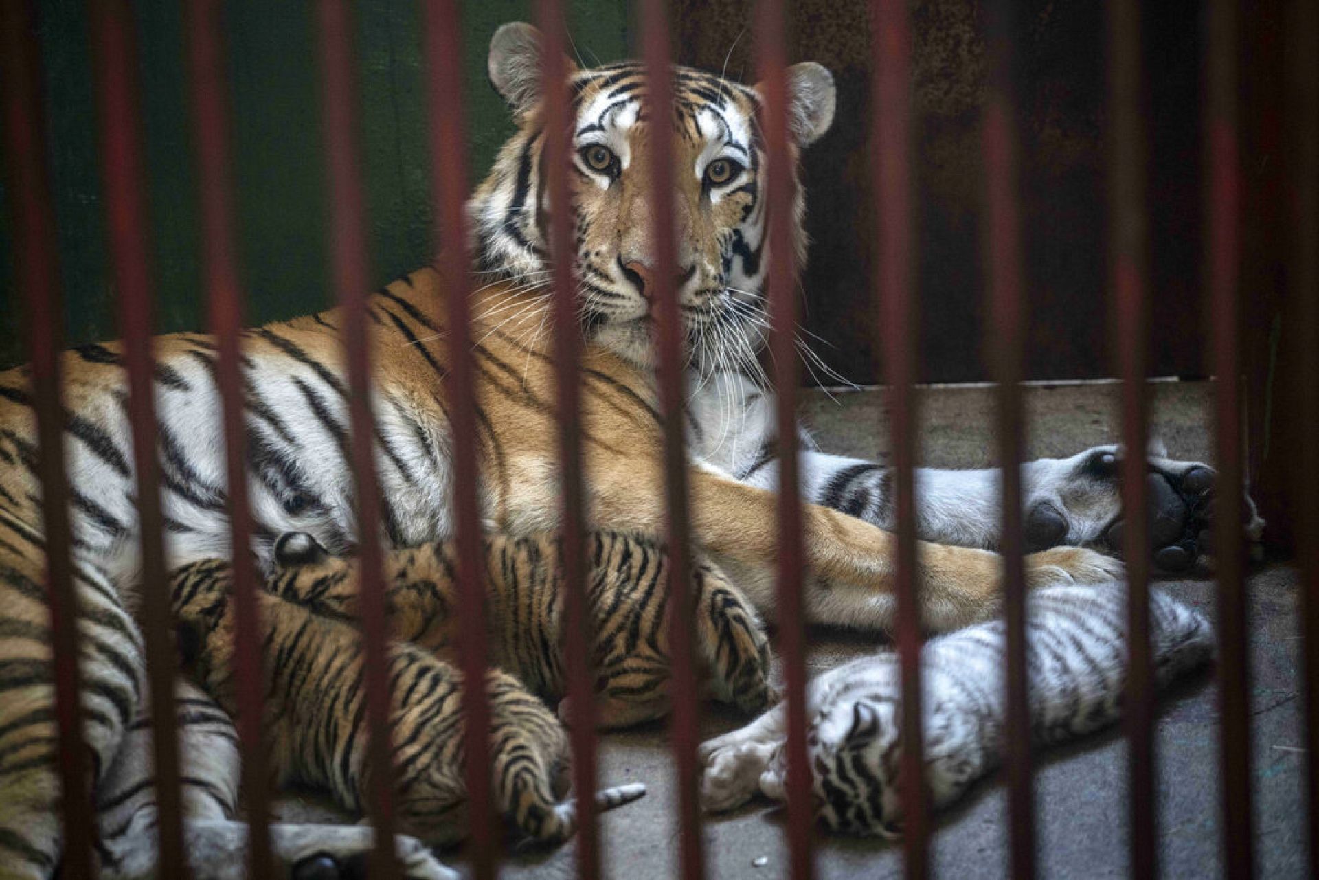 Nace un tigre de Bengala blanco en el Zoológico Nacional de Cuba | Euronews