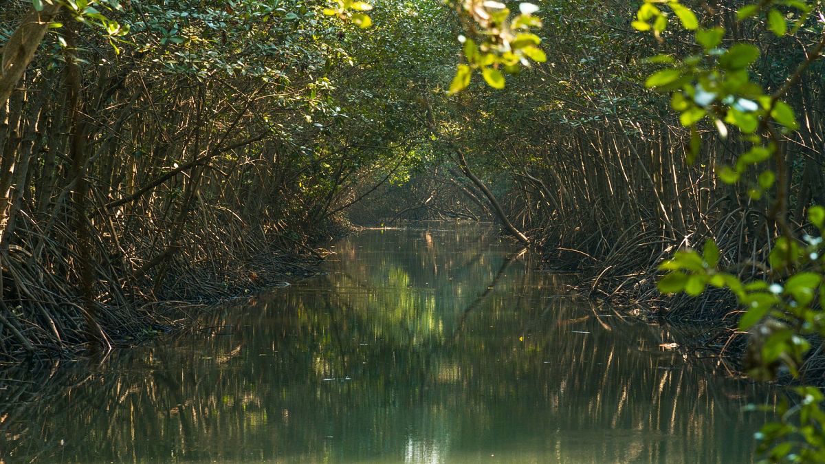 Mangrove swamps: Why this vital ecosystem is key to saving the planet ...