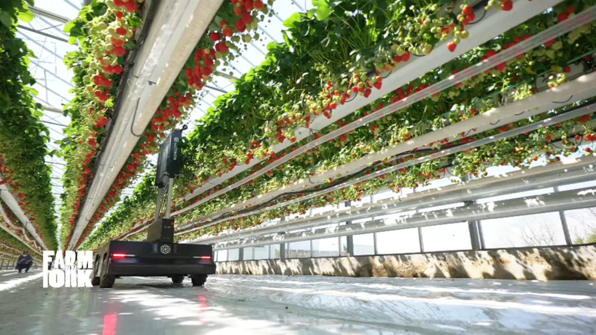 The sustainable farming methods helping farmers earn a fair income ...