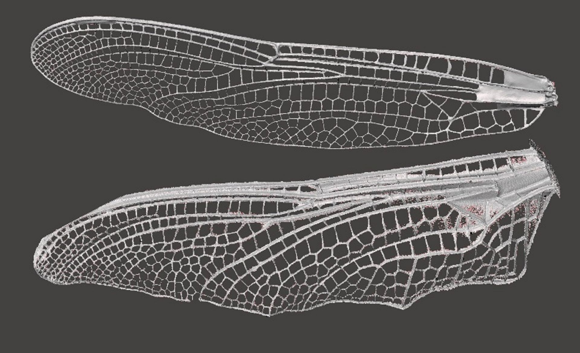 The flying skills of this 300-million-year-old aviator are inspiring ...