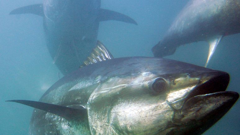 O atum-rabilho está de volta ao Mar Mediterrâneo | Euronews