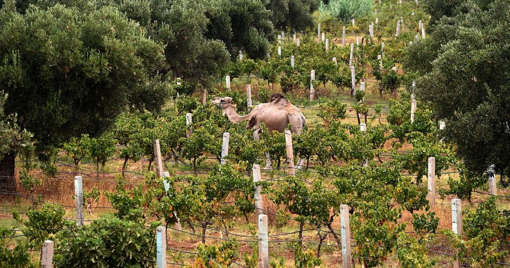 Morocco and UN celebrate first Argan tree day | Africanews