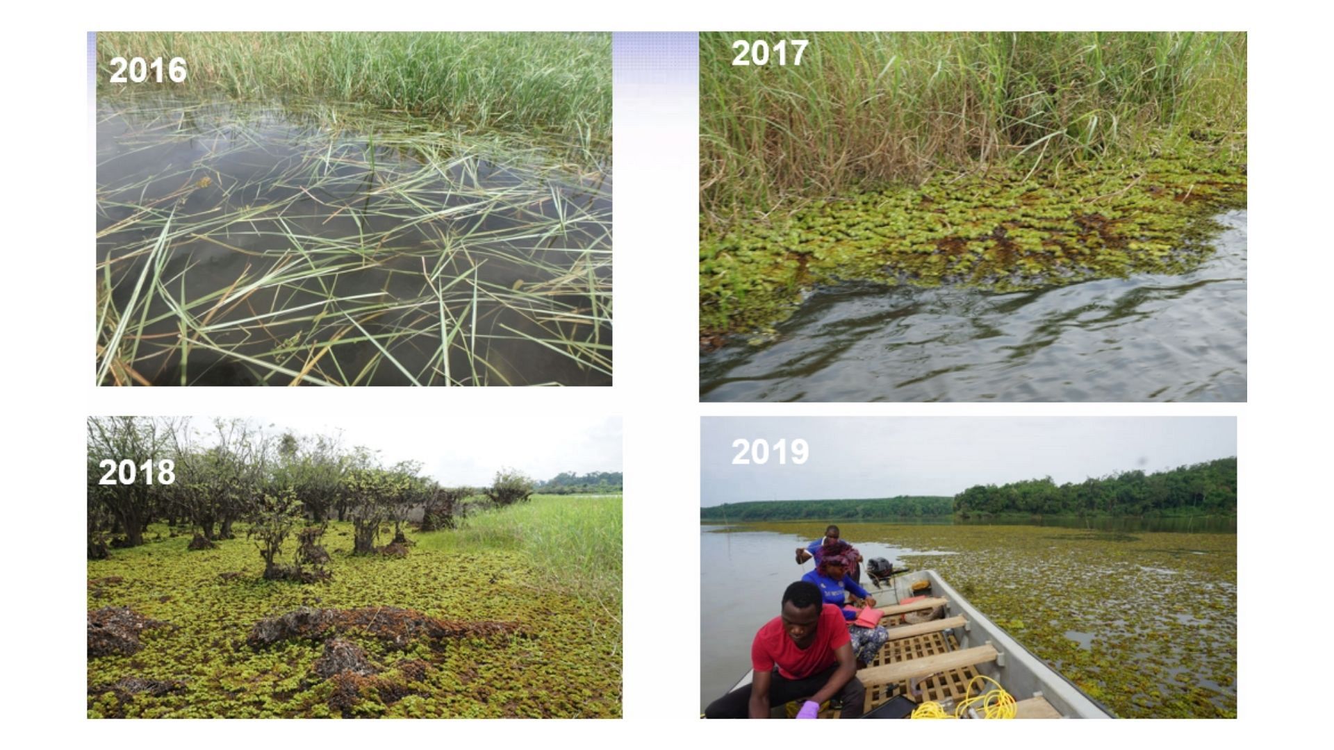 A race against time: The giant weeds taking over Lake Ossa in Cameroon ...