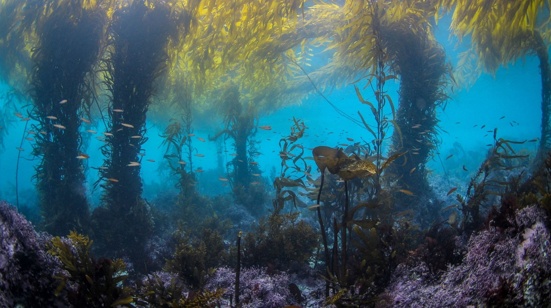 What is ocean rewilding and how will it fight climate change? | Euronews