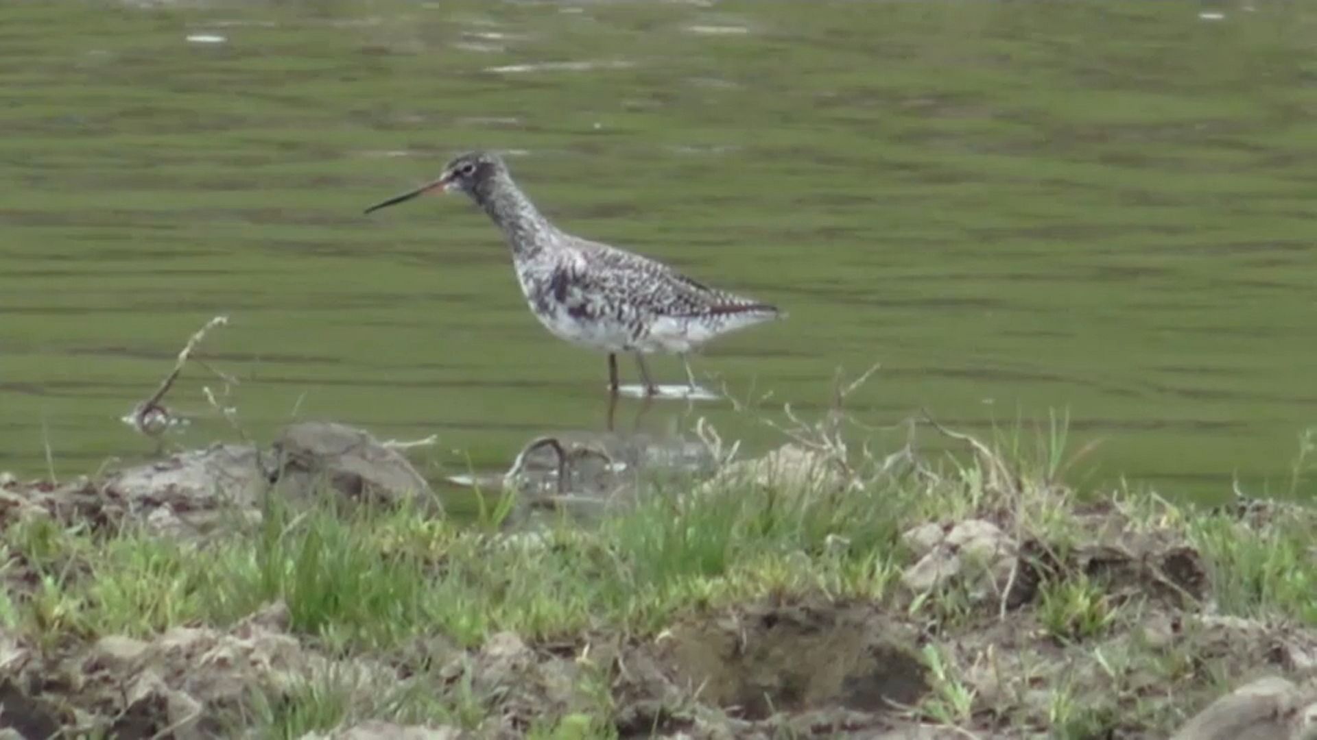 En busca del equilibrio ecológico en el delta de Iasi, hábitat de miles ...