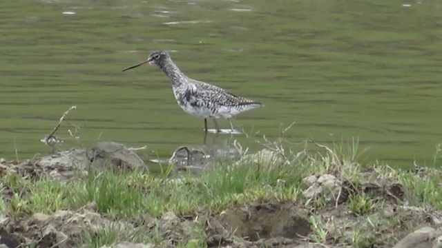 En busca del equilibrio ecológico en el delta de Iasi, hábitat de miles ...