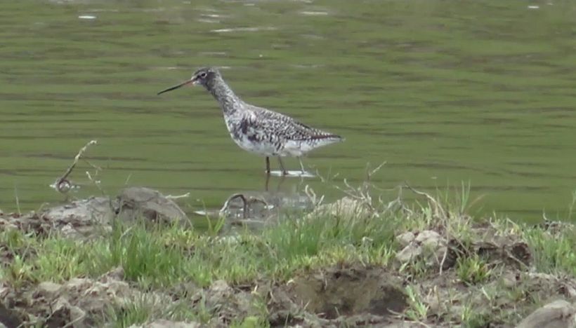 En busca del equilibrio ecológico en el delta de Iasi, hábitat de miles ...