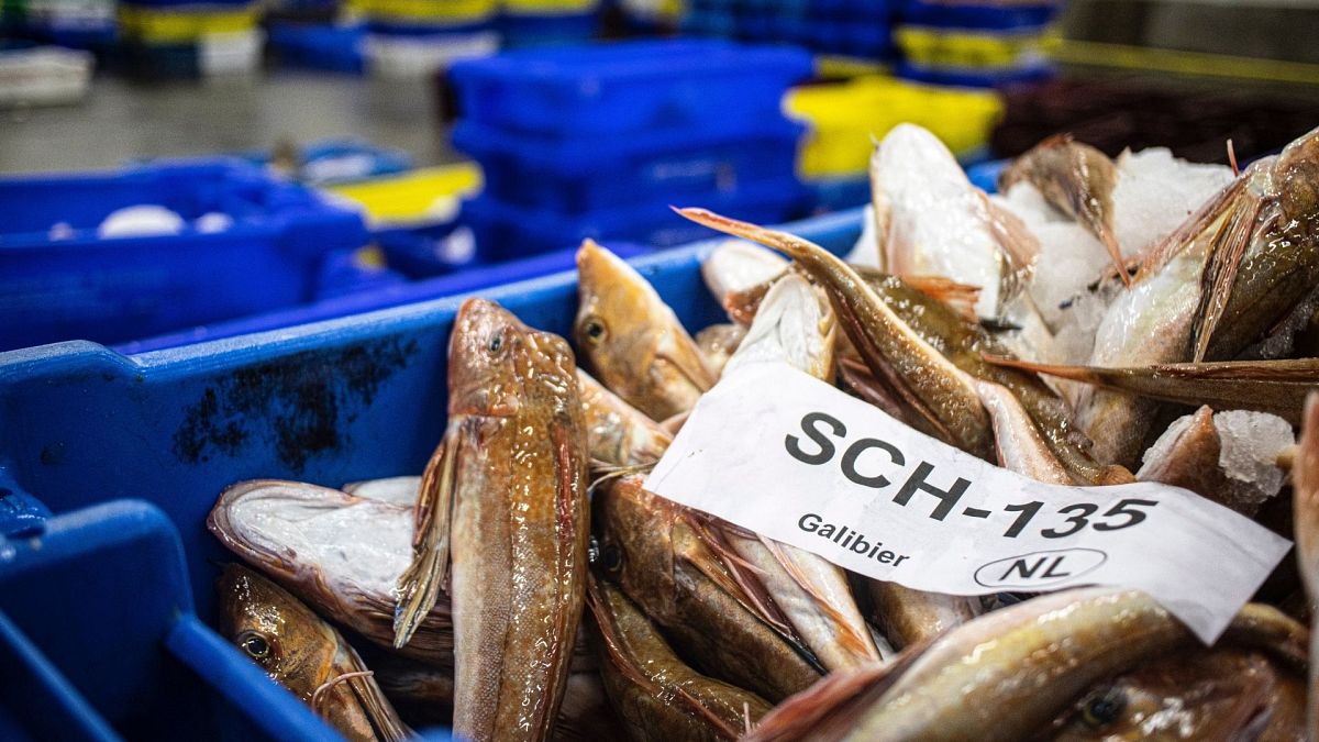 Seaspiracy explored: Why are bottom trawling and bycatch such bad news ...