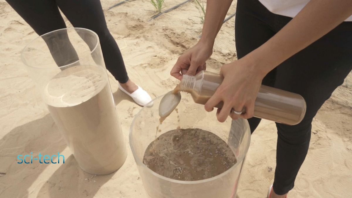 Sand science: Dubai researchers dig up secrets to sustain life on Earth ...