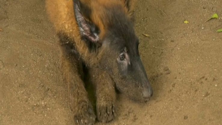 More about rabies | Africanews