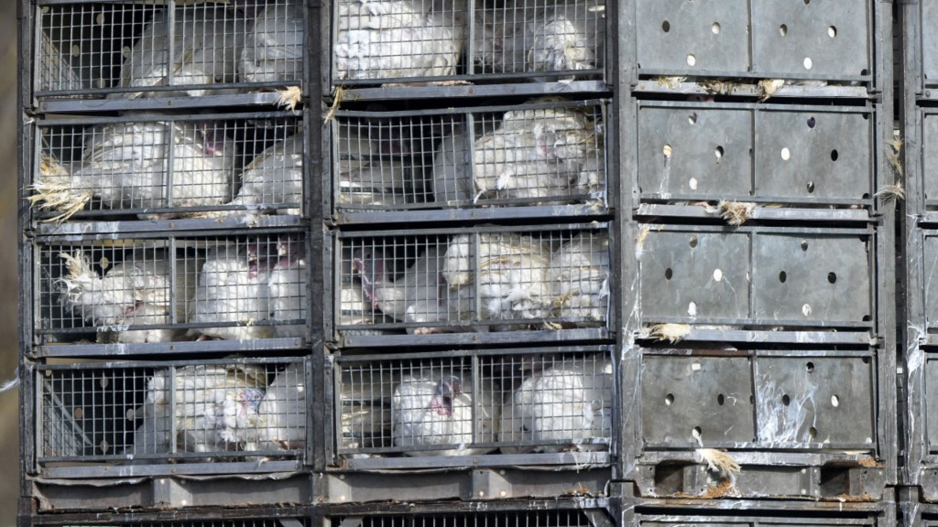 European Parliament overwhelmingly backs ban on caged animal farming ...