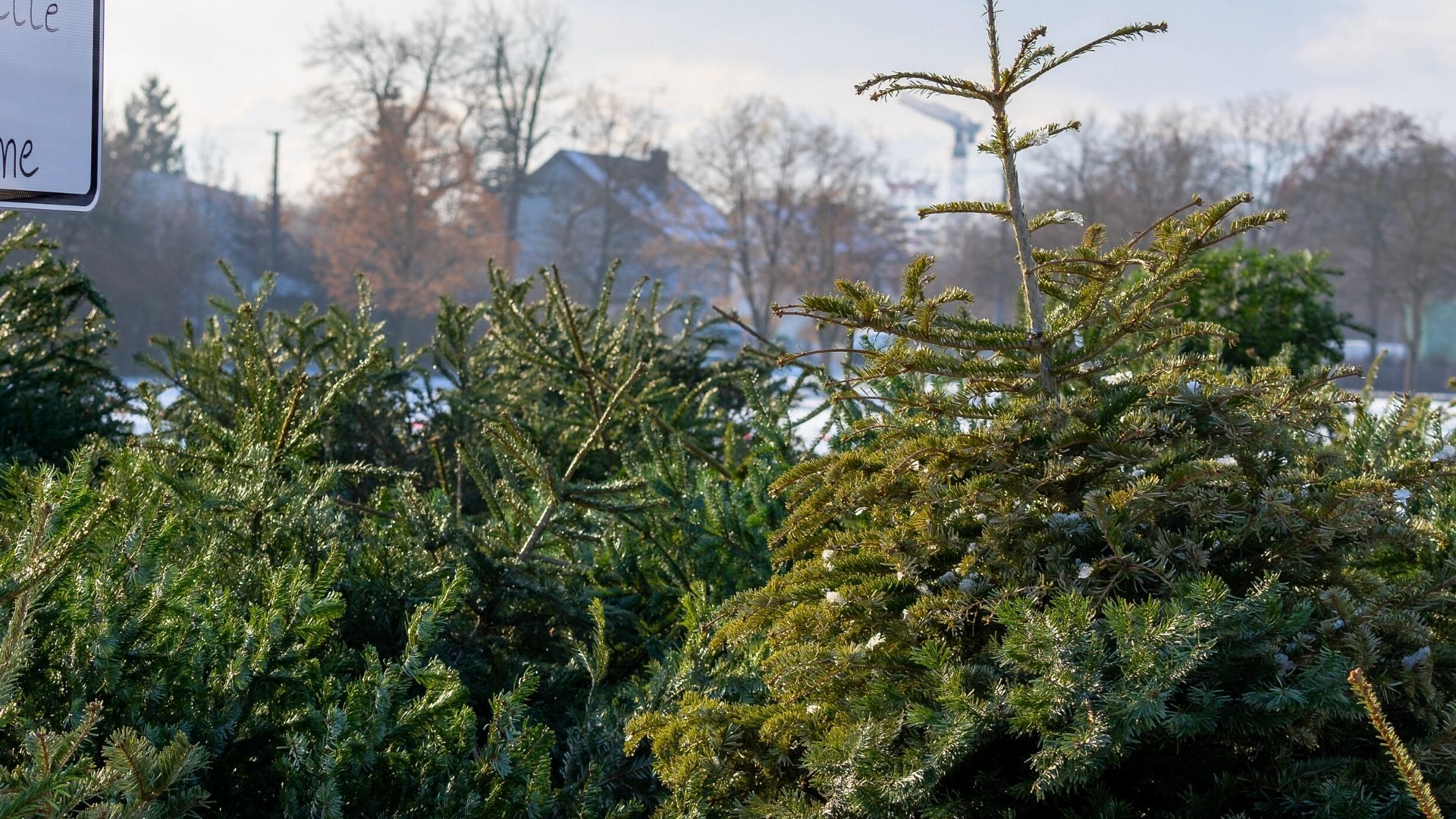 How is the €3 billion biochar industry transforming green energy in ...