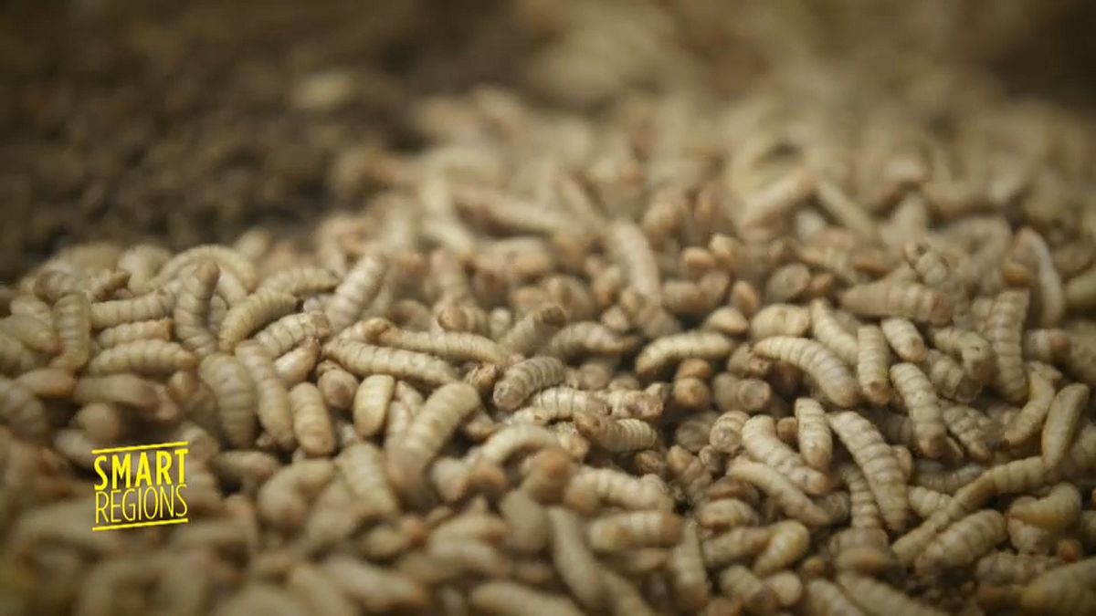Fish and poultry try a new sustainable diet of larvae and insects ...