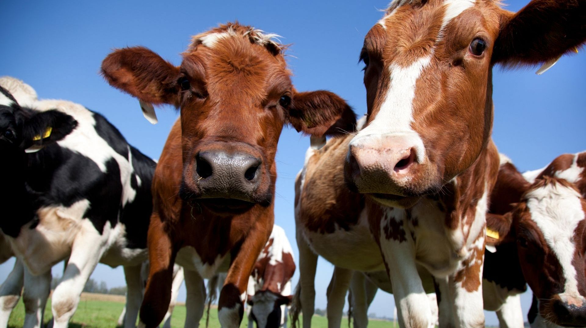 Why the Irish beef industry should surrender to ‘greener’ meatballs ...