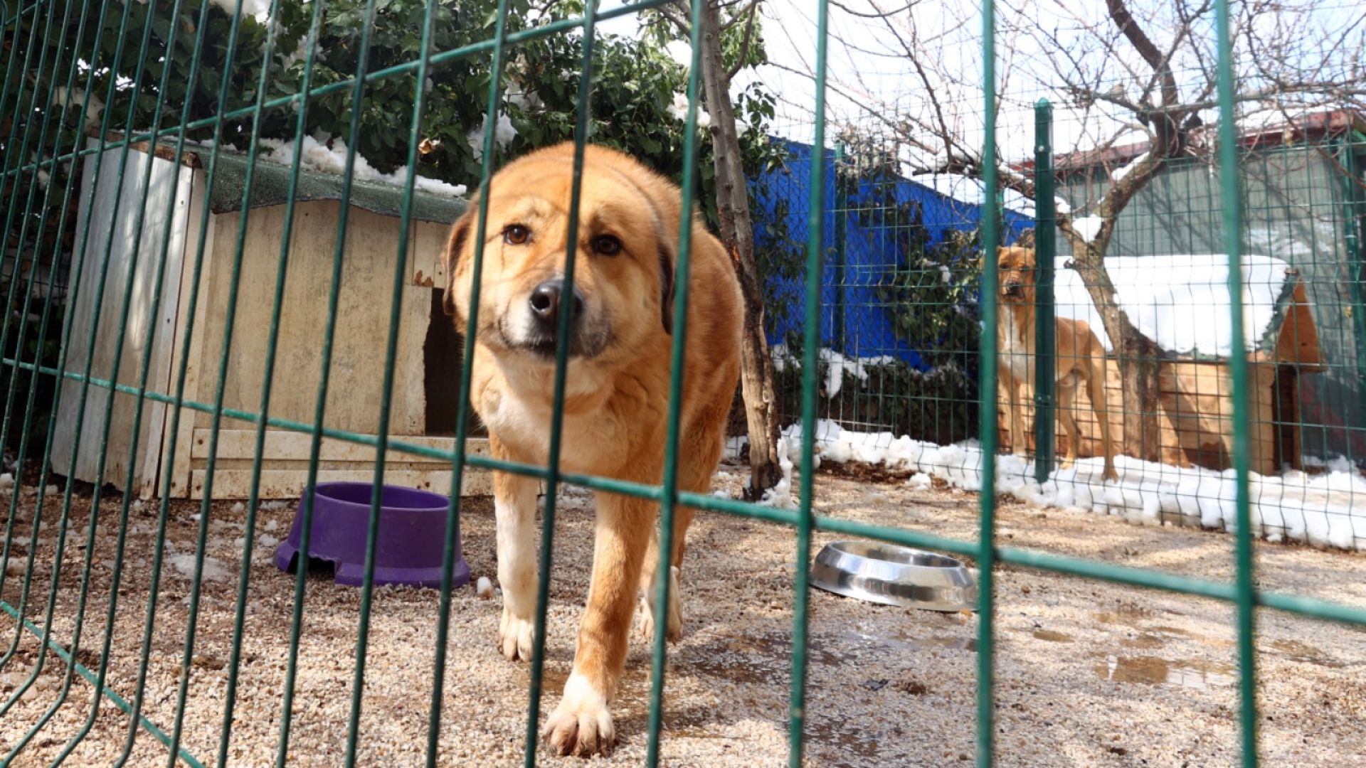 CHP'li Gülizar Biçer Karaca: 'Hayvan Hakları Kanunu ile dağ fare ...
