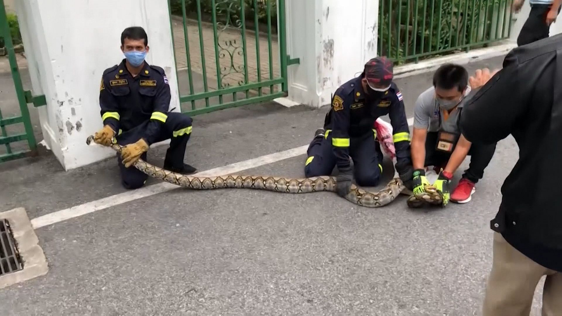 Video. Firefighters catch python found on Bangkok park | Euronews