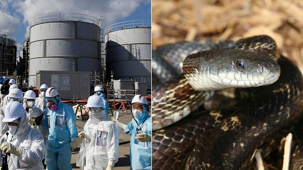Snakes are helping scientists monitor radiation from Fukushima | Euronews