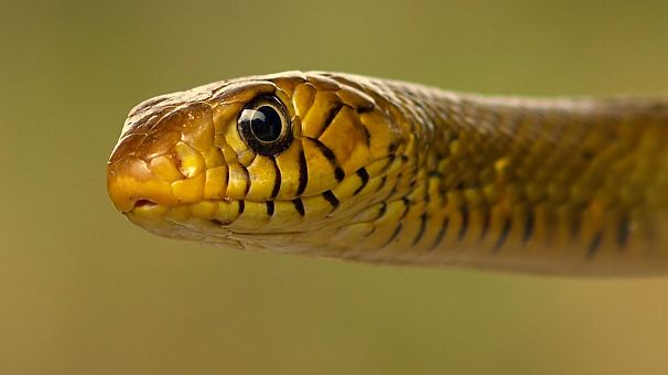 Snakes are helping scientists monitor radiation from Fukushima | Euronews
