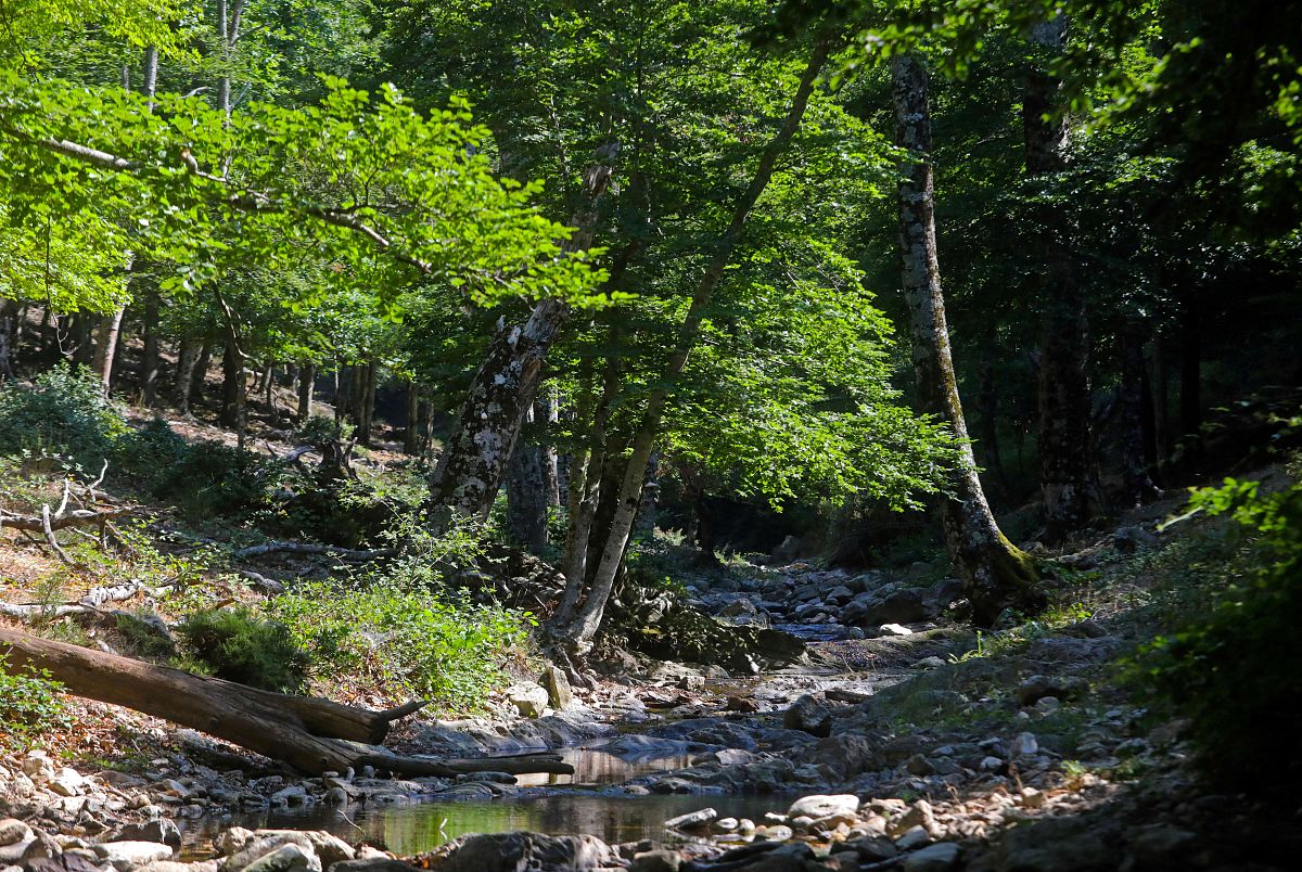France : la forêt de Massane, en libre évolution, classée à l'Unesco ...