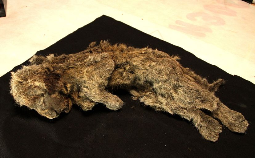 'Stunning' Ice Age lion cub found in Siberia, Russia is 28,000 years ...