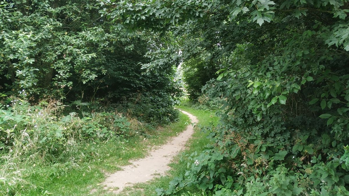 A ‘rewilding revolution’: How 9 million trees reforested England | Euronews