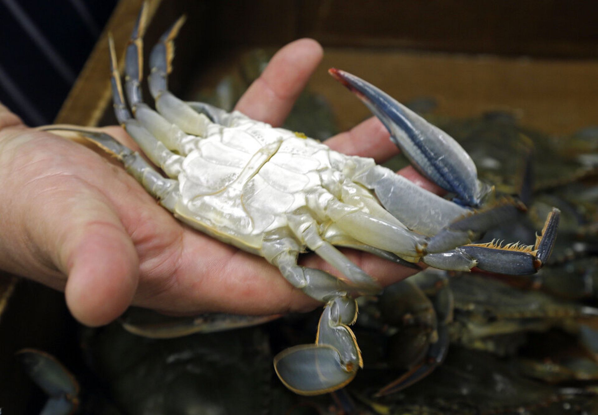 Desesperación en el Mediterráneo francés por la invasión de cangrejo ...
