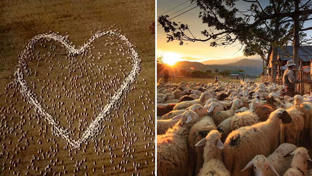 Why are hundreds of sheep forming the shape of a heart in a field ...