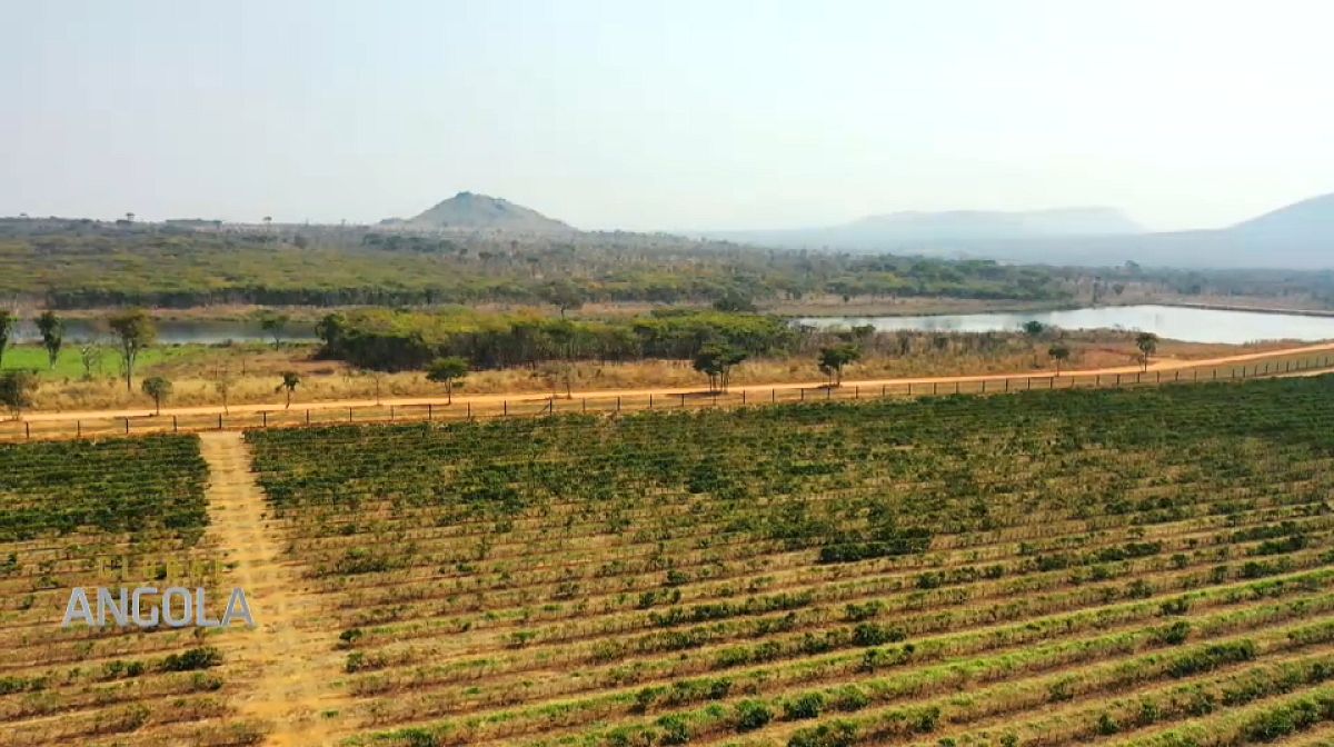 Angola sets its sights on the global coffee market | Euronews