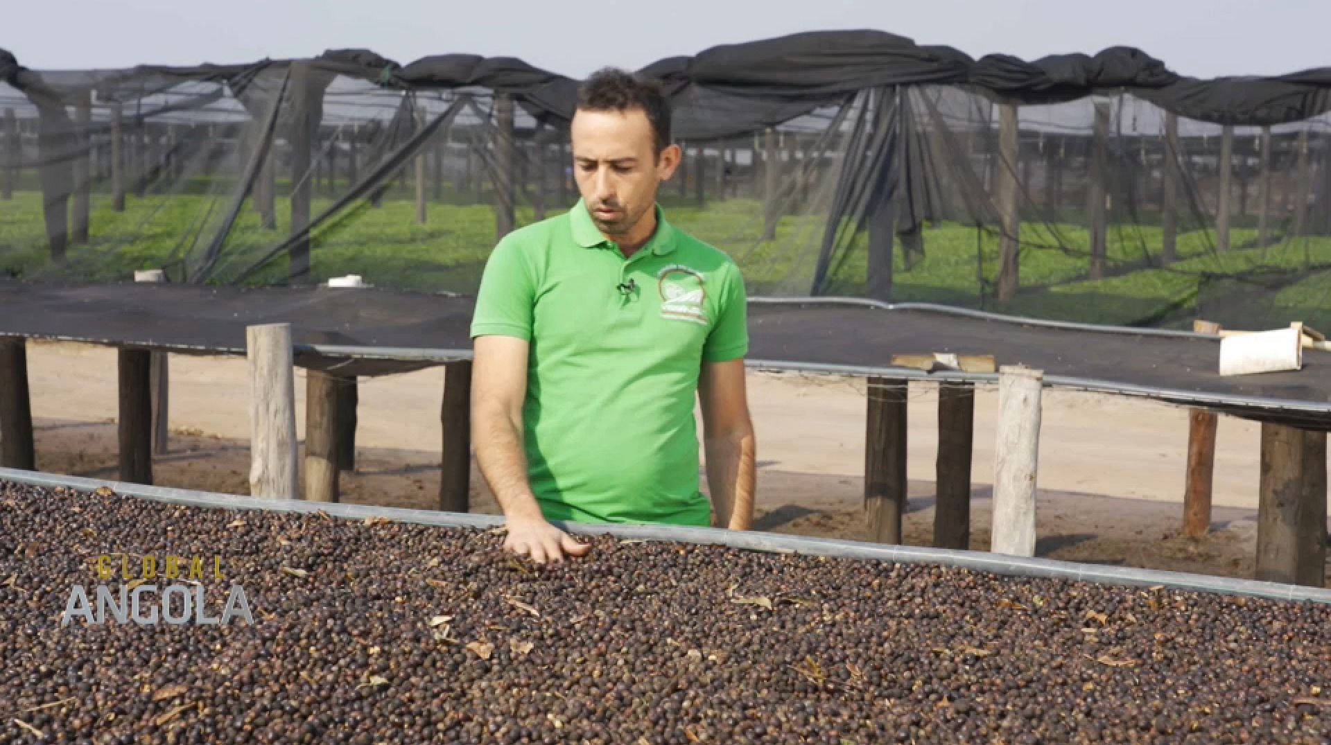 Angola sets its sights on the global coffee market | Euronews