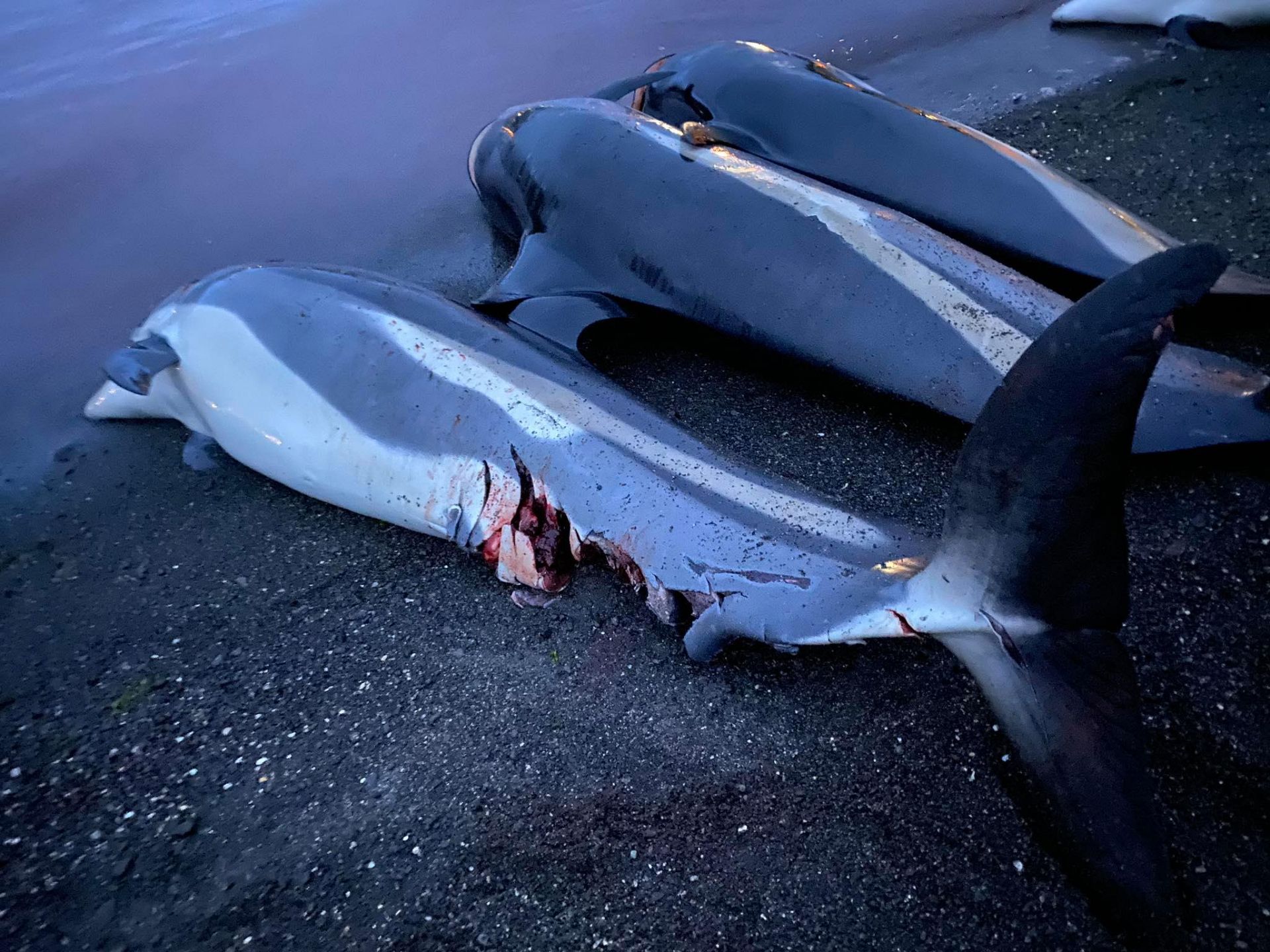Tradition or torture? 1,500 dolphins slaughtered in ‘unnecessary’ Faroe ...