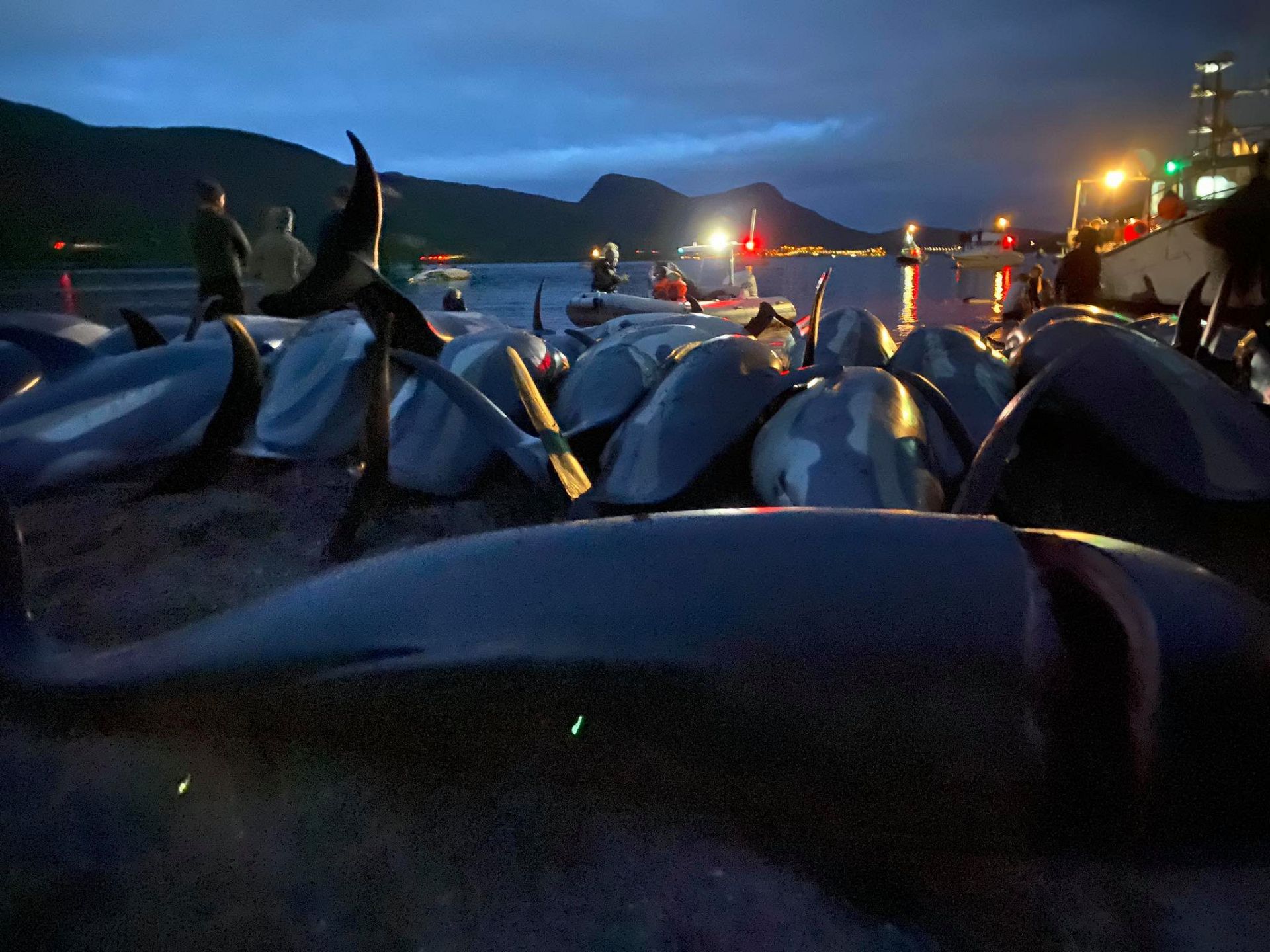 Tradition or torture? 1,500 dolphins slaughtered in ‘unnecessary’ Faroe ...