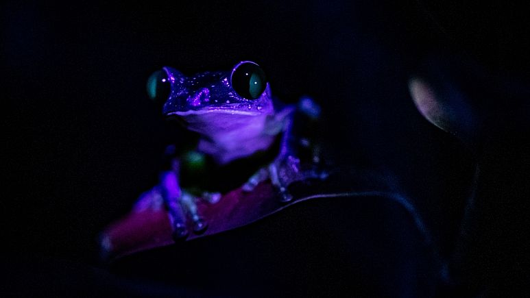 These ordinary animals secretly glow in the dark and scientists aren't ...