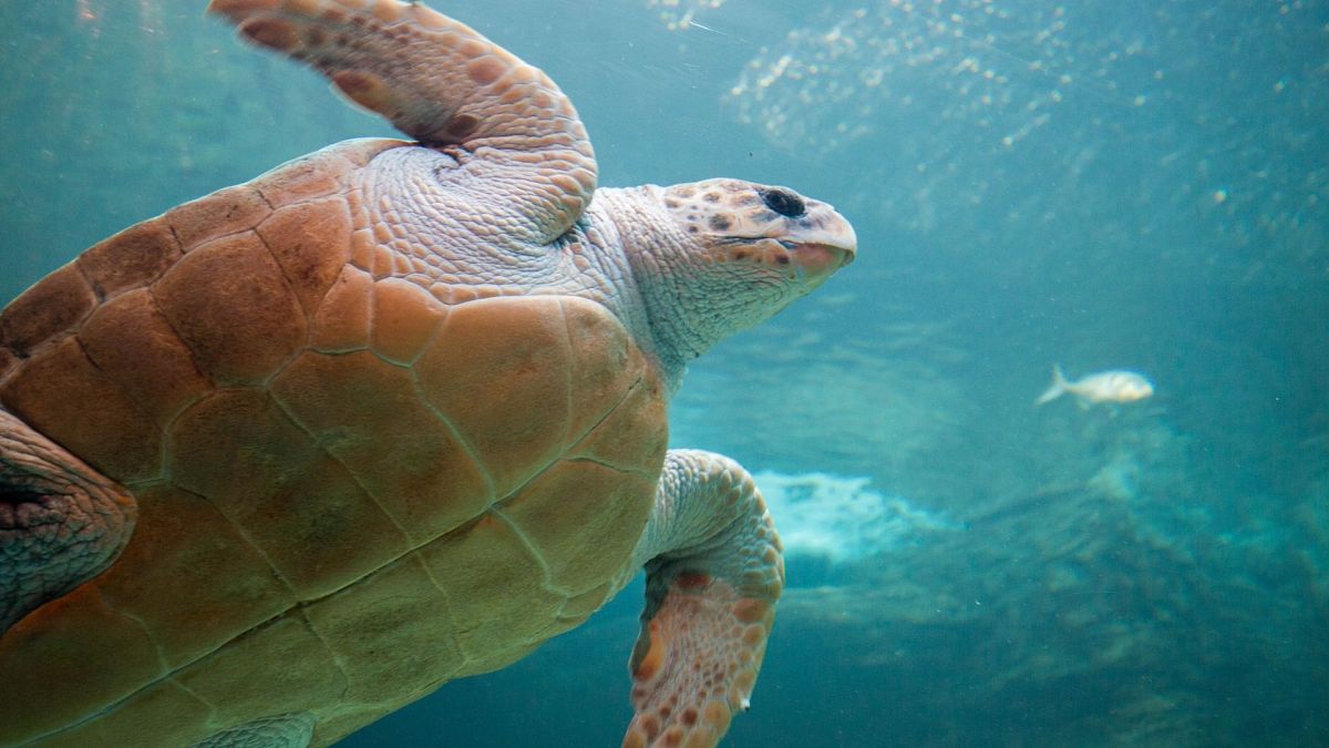 Turkey is one of the best value destinations in Europe right now but ...