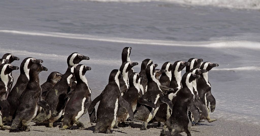 South Africa: Preliminary investigation shows penguins killed by bee ...