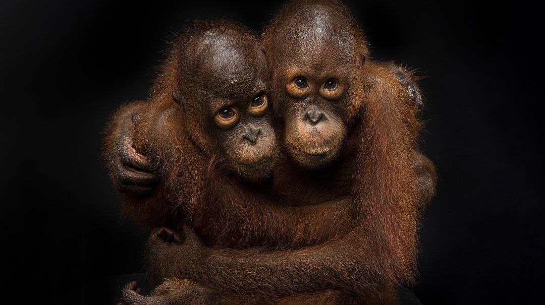Orangutan portraits capture the humanity of the critically endangered ...