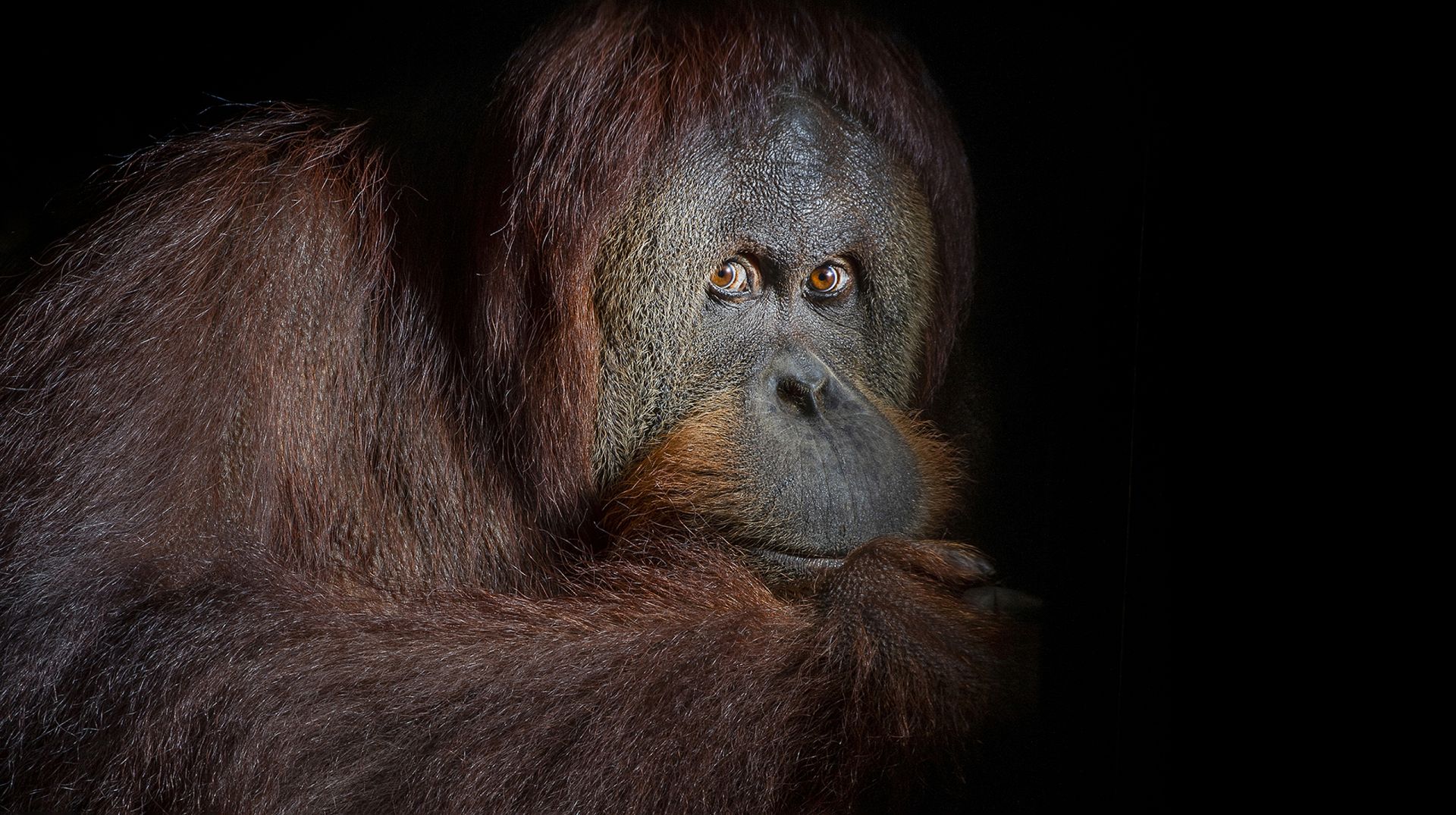Orangutan portraits capture the humanity of the critically endangered ...