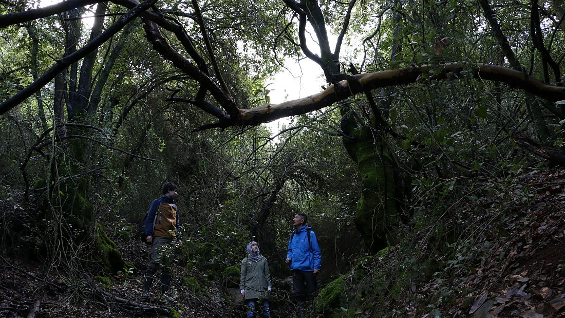 Meet the Jordanian architect who grew an 100-year-old forest in 10 ...