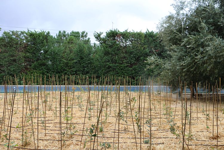Meet the Jordanian architect who grew an 100-year-old forest in 10 ...