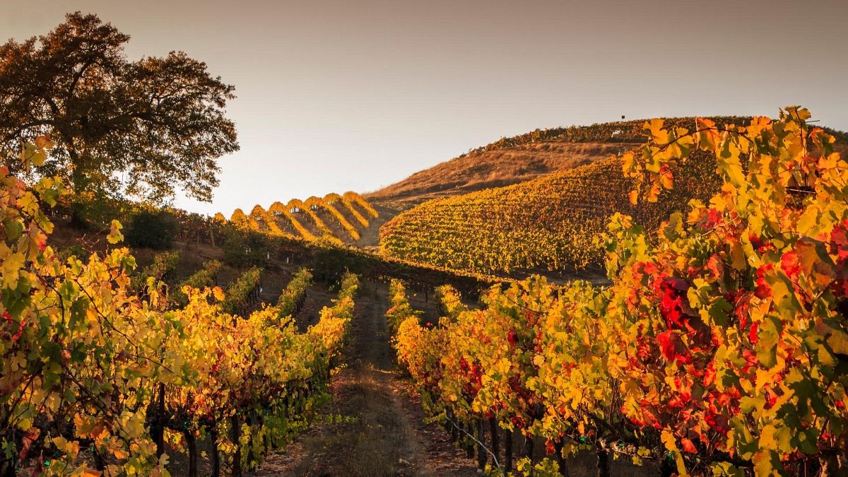 From the Loire Valley to Lapland: Europe's best places to catch ...