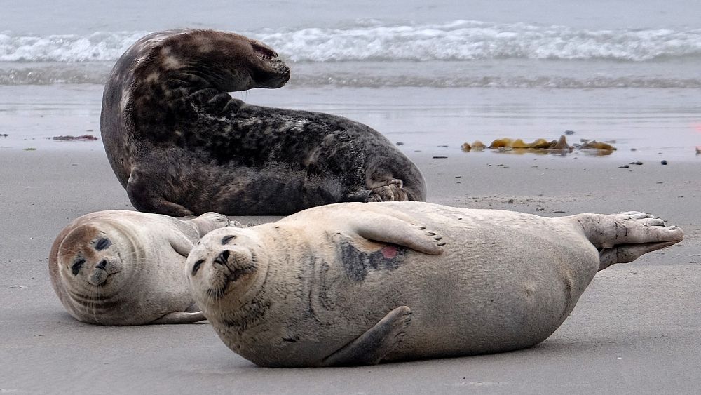 Welcome to the rugged UK island where seals rule and humans are banned ...